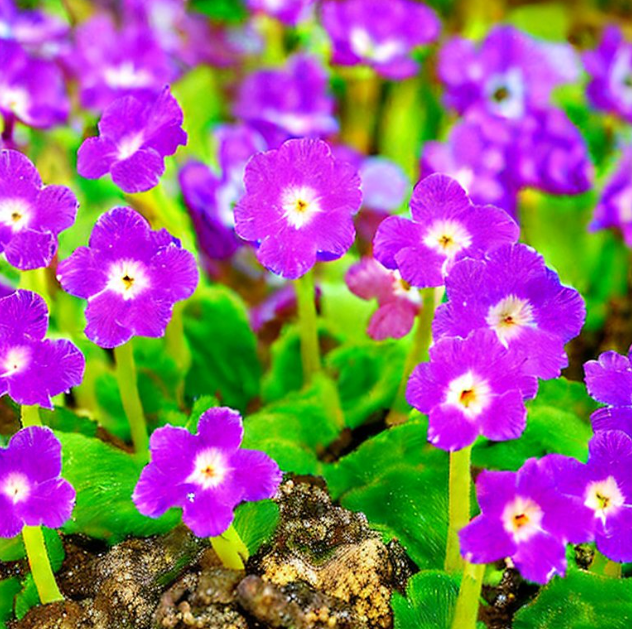 Óleo de prímula: para que serve e como usar#N#– Mundo dos Óleos