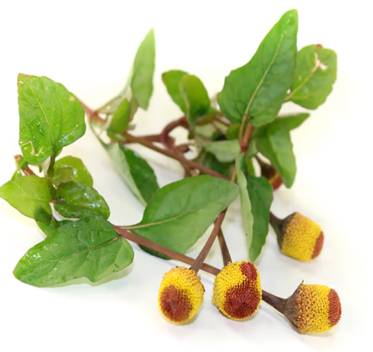 Os Segredos do Extrato de Jambu#N#– Mundo dos Óleos